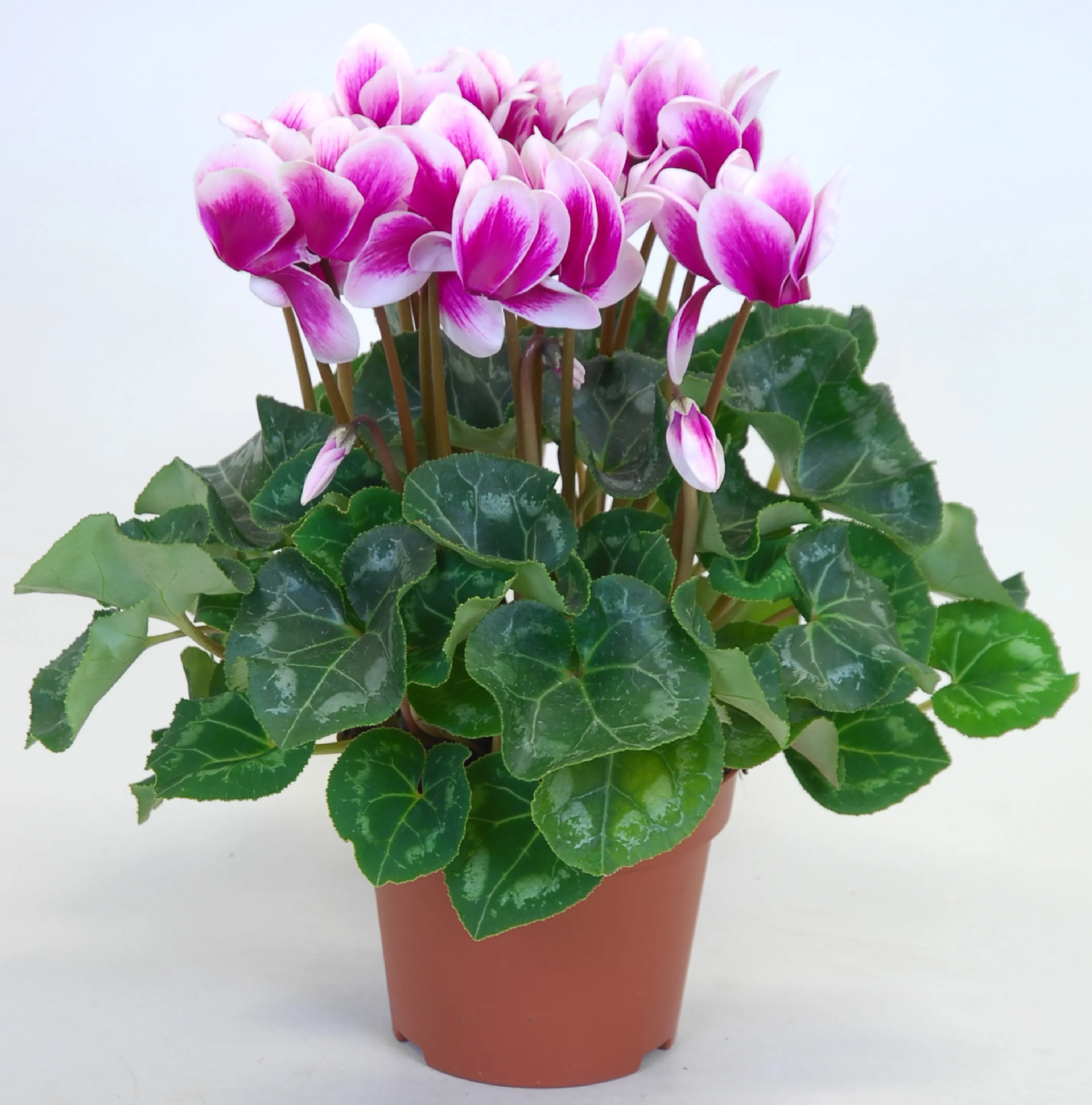 Mini cyklámen perzský, rôzne farby priemer kvetináča cca 6 cm Cyclamen ...