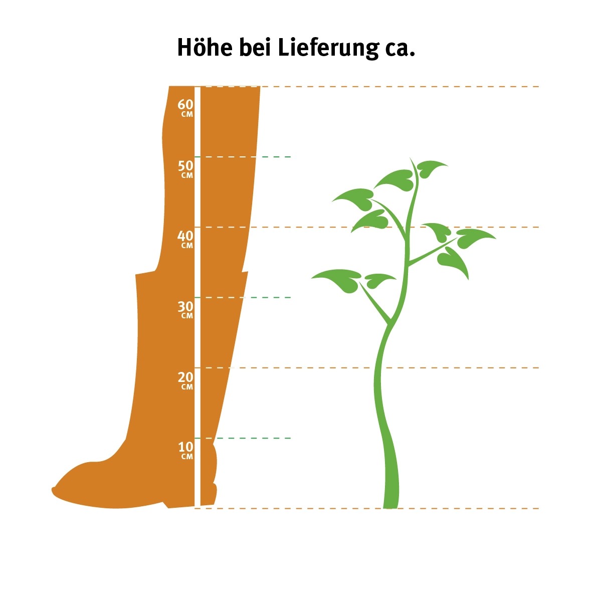 GROW by OBI Slonia noha priemer kvetináča približne 17 cm nakúpiť v OBI