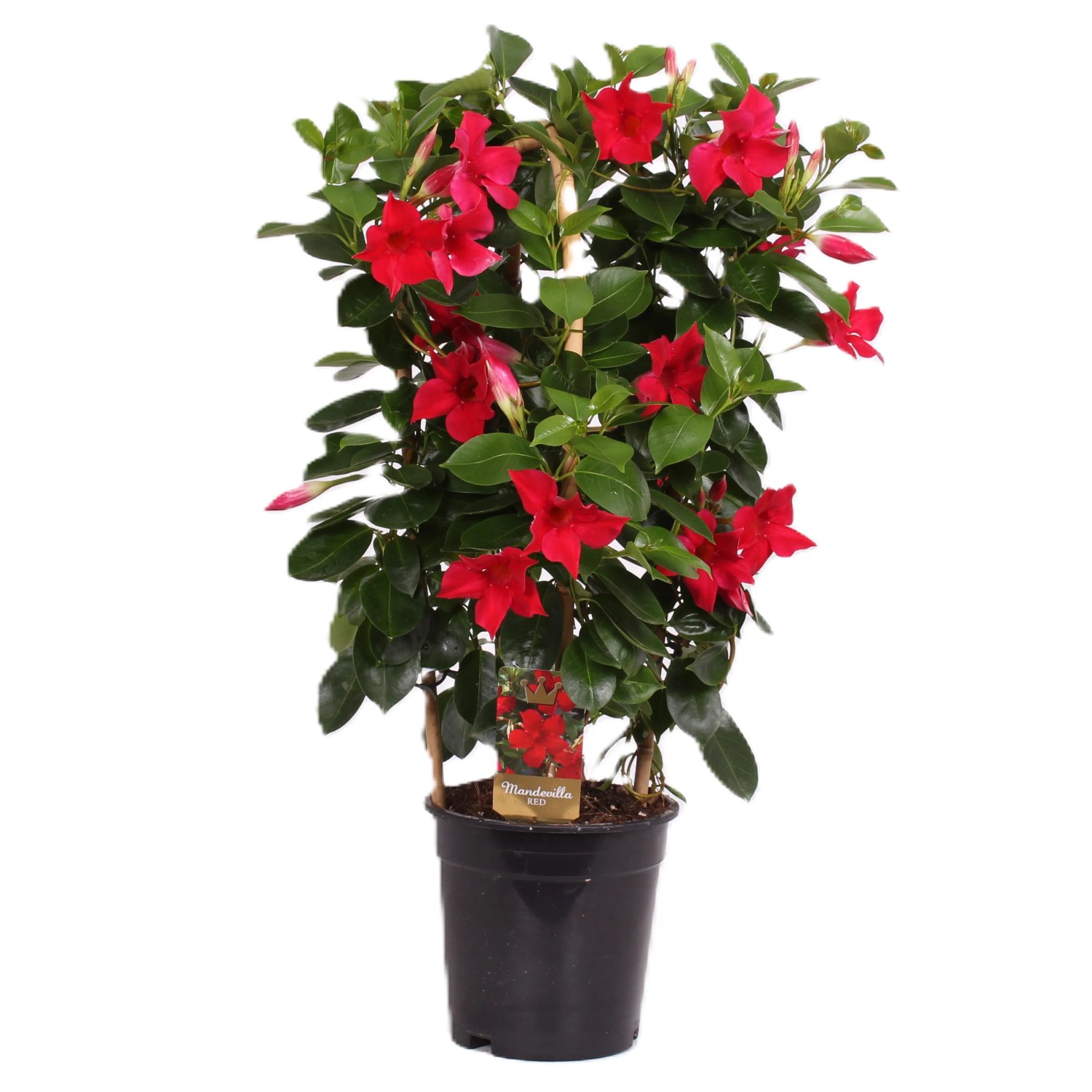 Royal Lemkes Mandevila (Mandevilla) rôzne farby výška 50-55 cm, pr. cca ...