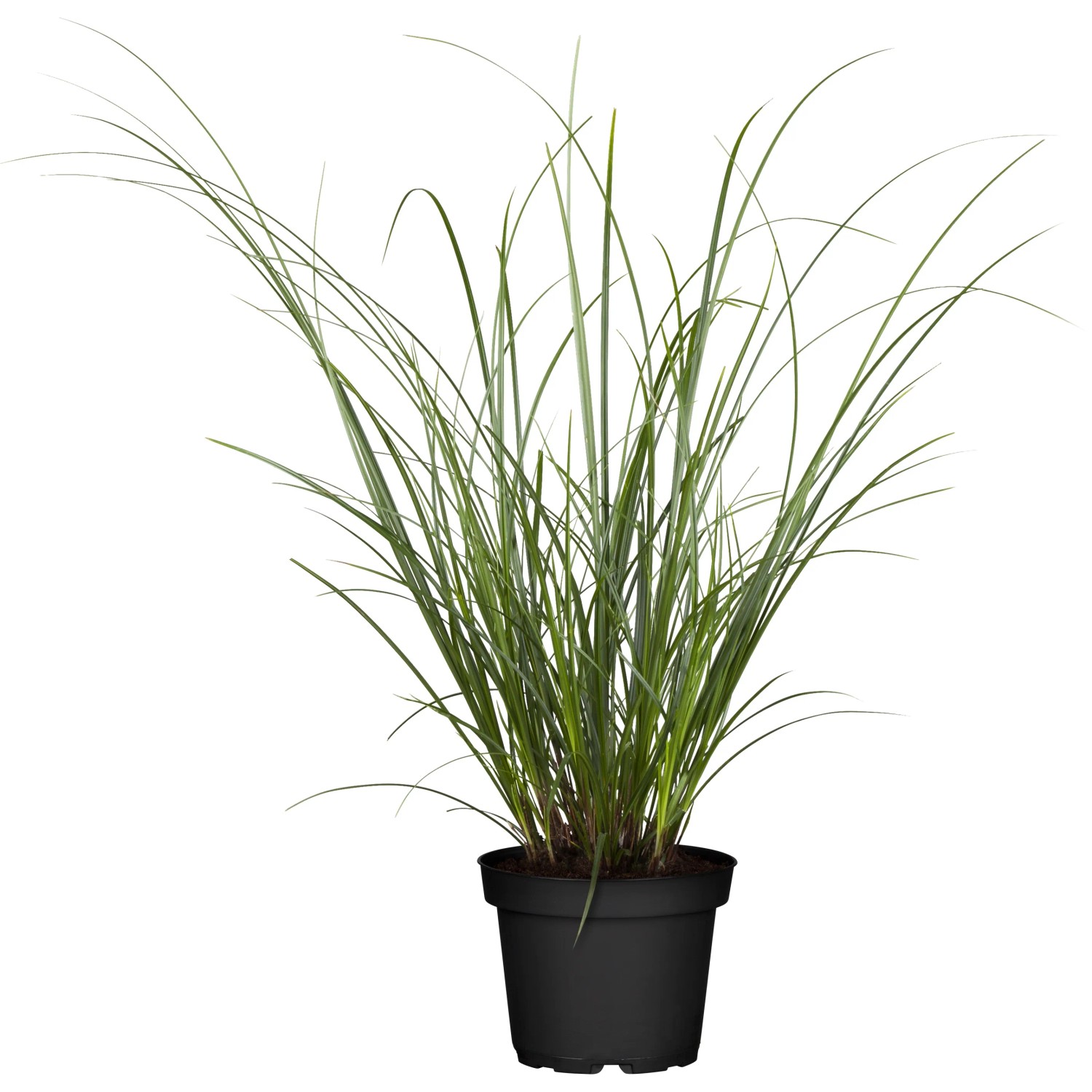 Grow by OBI Ostrice pr. kv. cca 14 cm