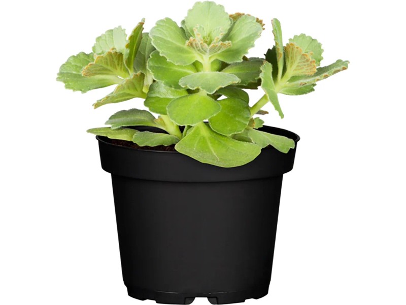 Žihľavka psia (Coleus caninus), pr. kv. 11 cm
