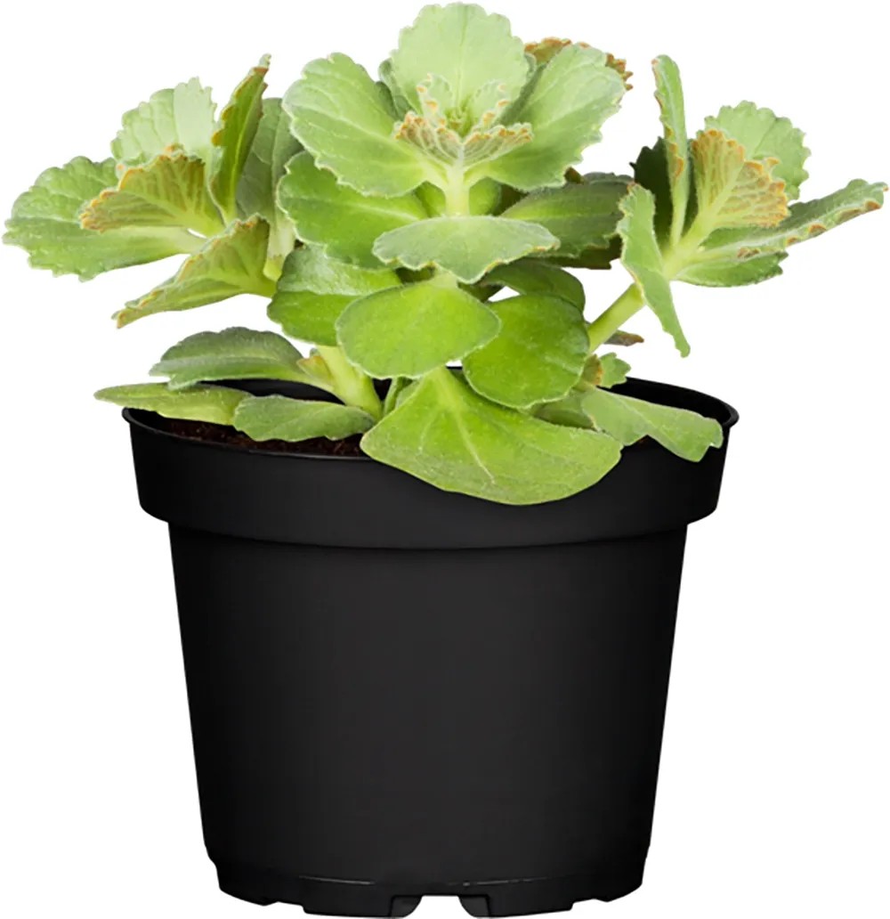 Žihľavka psia (Coleus caninus), pr. kv. 11 cm