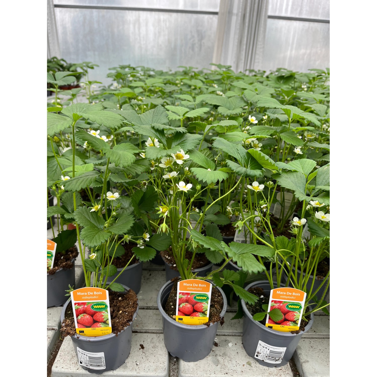 SK-Flora Jahoda stáleplodiaca (Fragaria) pr. cca 11 cm nakúpiť v OBI