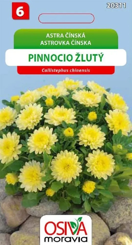 Semienka Astrovka čísnka Pinnocio Dwarf, žltá (Callistephus chinensis ...