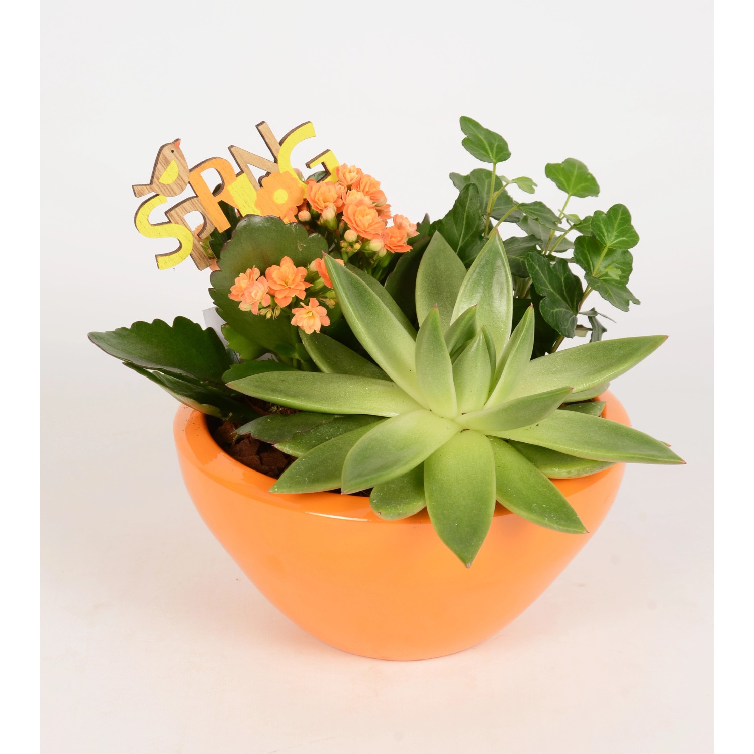 Aranžmán z rastlín v keramickej miske priemer kvetináča cca 18 cm ...