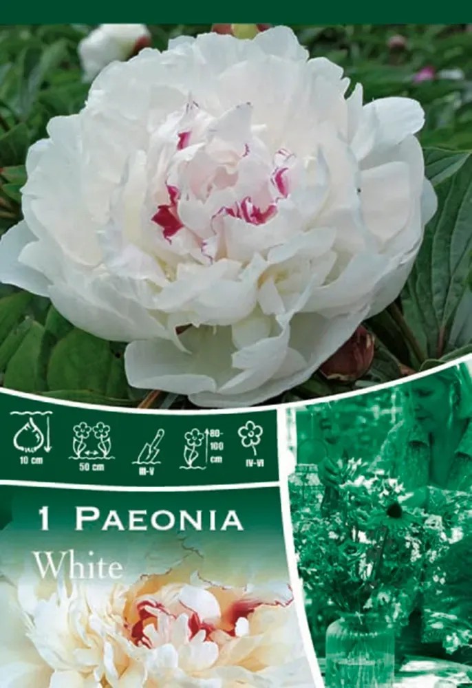 Pivonka biela nakúpiť v OBI