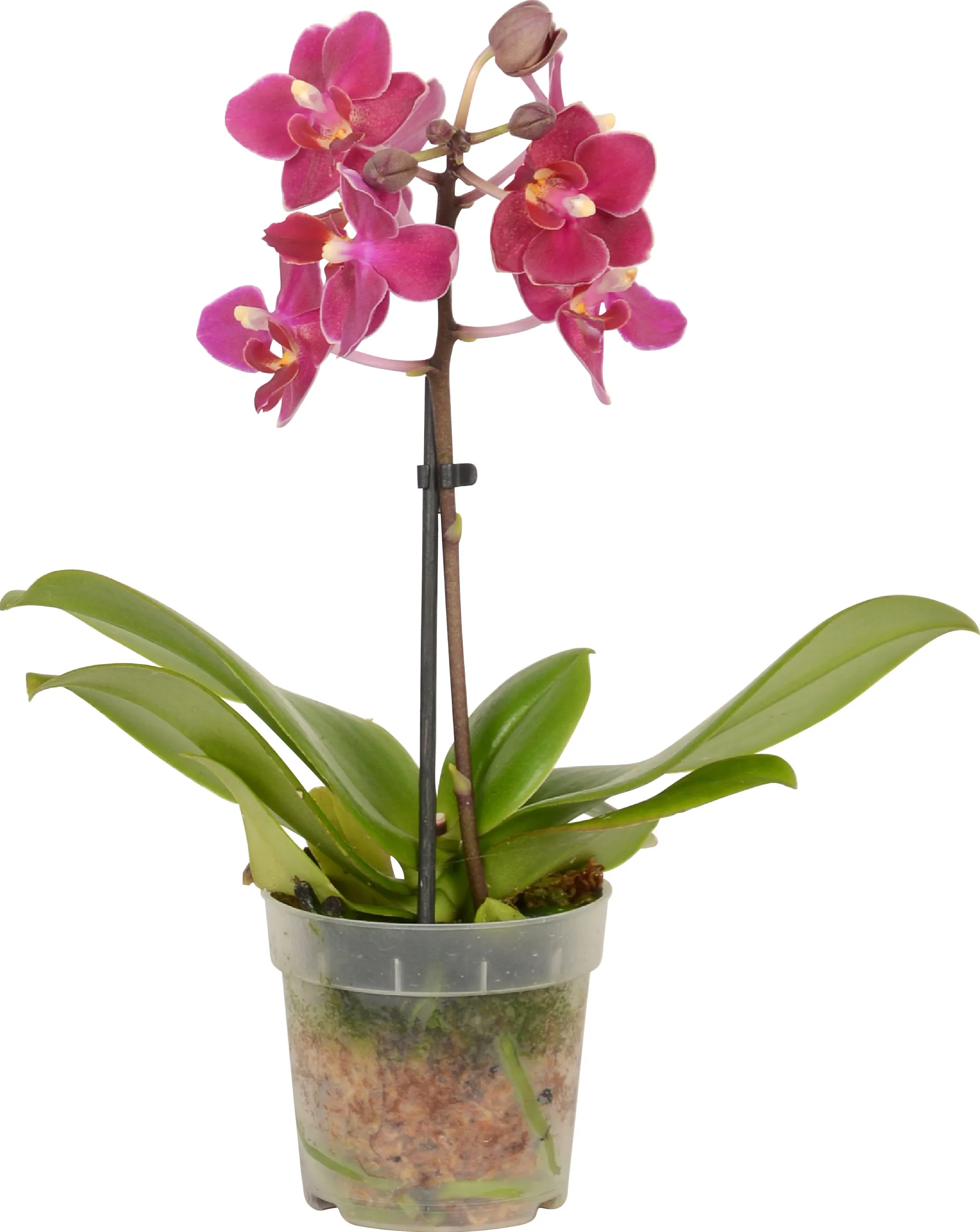 Mini orchidea motýlokvetá 1-výhonková priemer kvetináča cca 7 cm ...