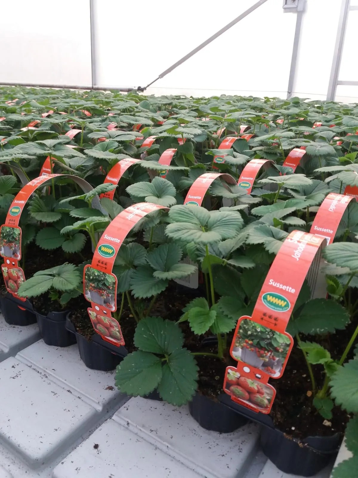 SK-Flora Jahoda stáleplodiaca (Fragaria) 4-pack nakúpiť v OBI