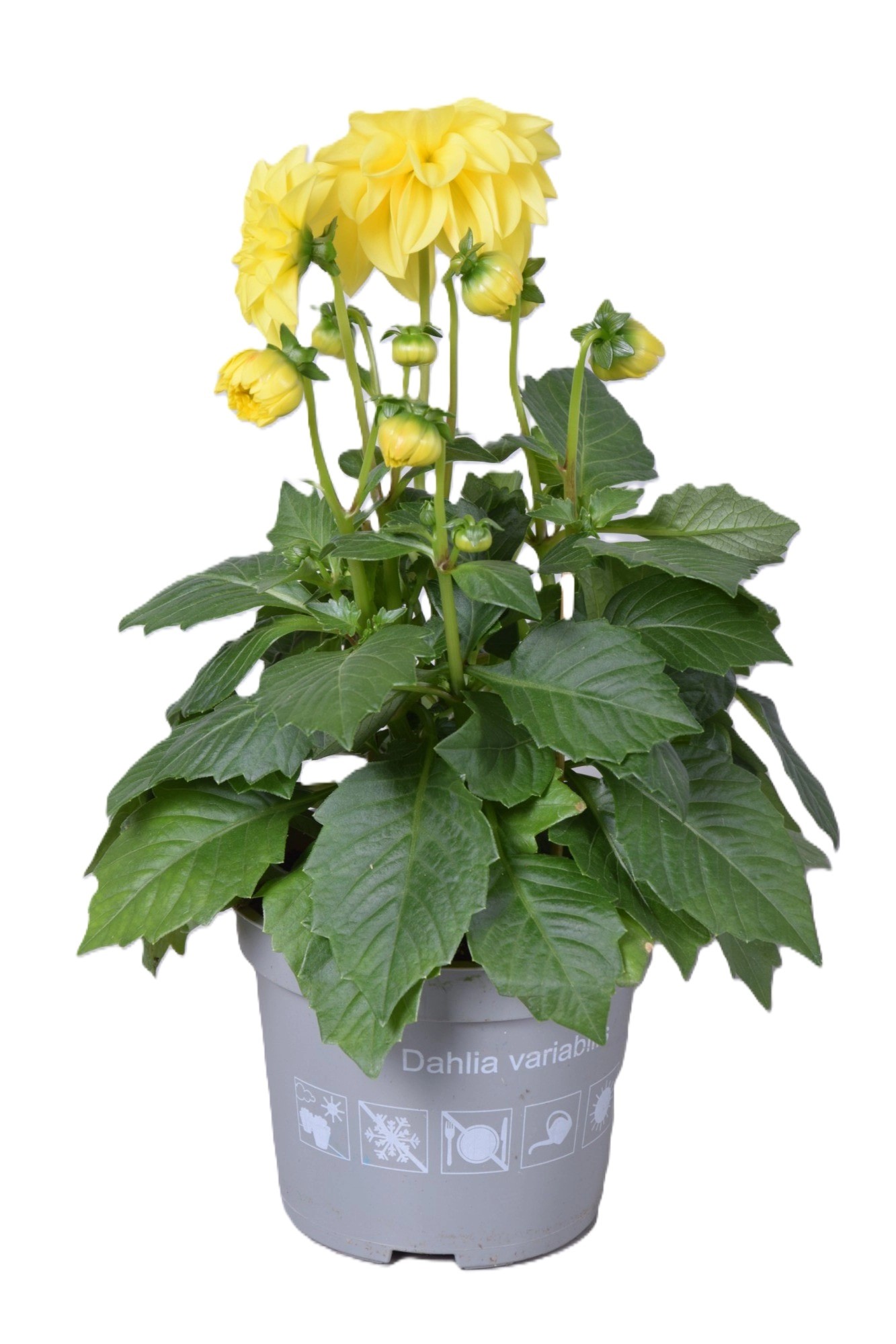 Royal Lemkes Georgína (Dhalia) "Dahlietta Margaret" výška 25-30 cm, pr ...