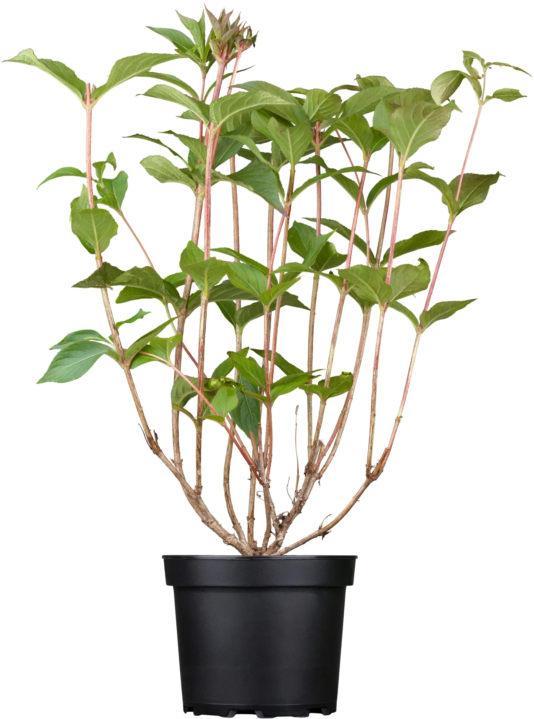 OBI Vajgelia Bristol Ruby, 50-60 cm, kvetináč cca 3,5 l nakúpiť v OBI