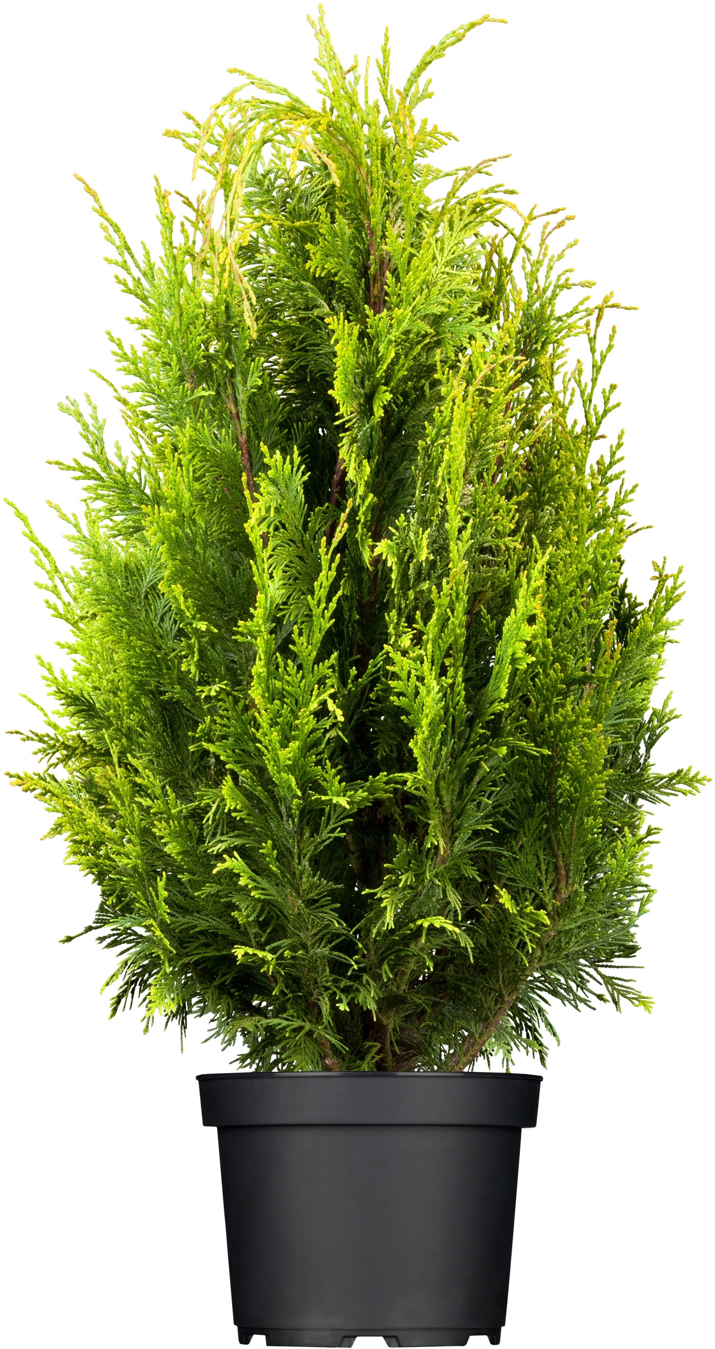 OBI Tuja západná "Smaragd" výška cca 20 - 30 cm kvetináč cca 2 l Thuja ...
