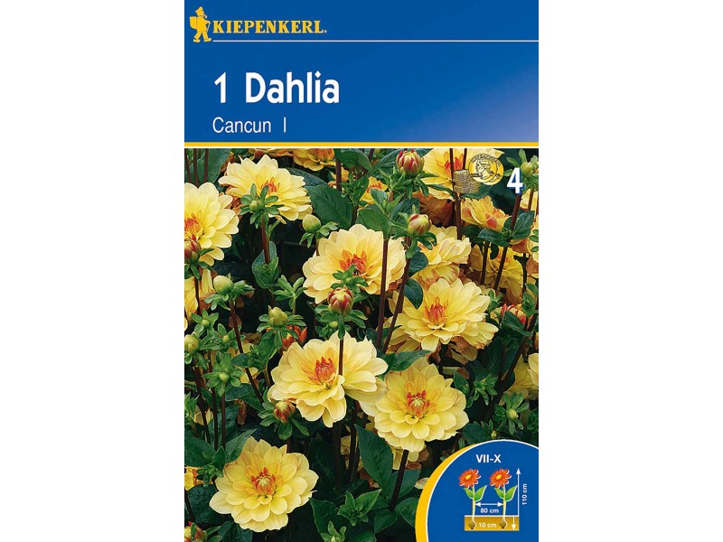 Kríčkovita georgína Cancun nakúpiť v OBI