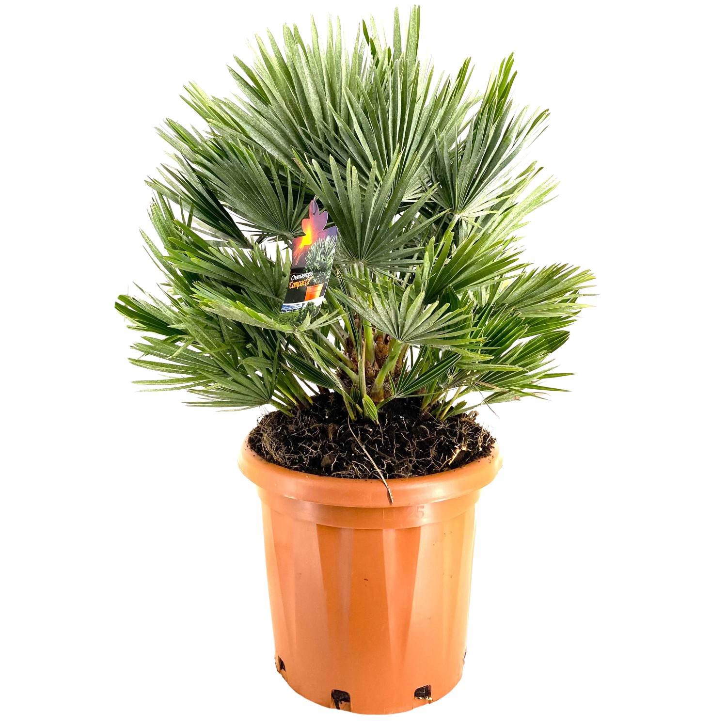 Palmy nakúpiť v OBI