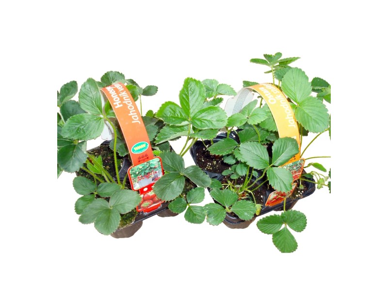 SK-Flora Jahoda stáleplodiaca (Fragaria) 4-pack nakúpiť v OBI