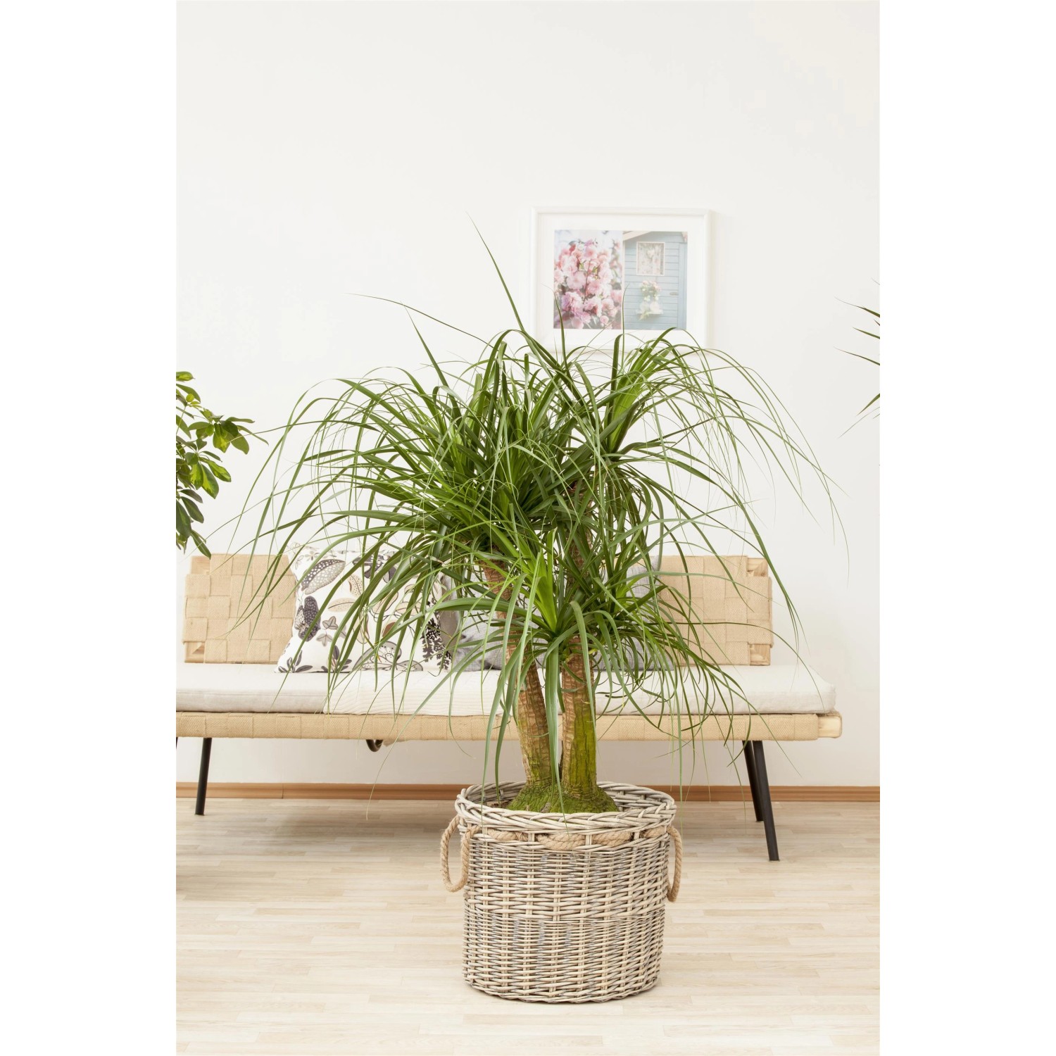 Slonia noha výška cca 120 - 140 cm priemer kvetináča cca 44 cm ...