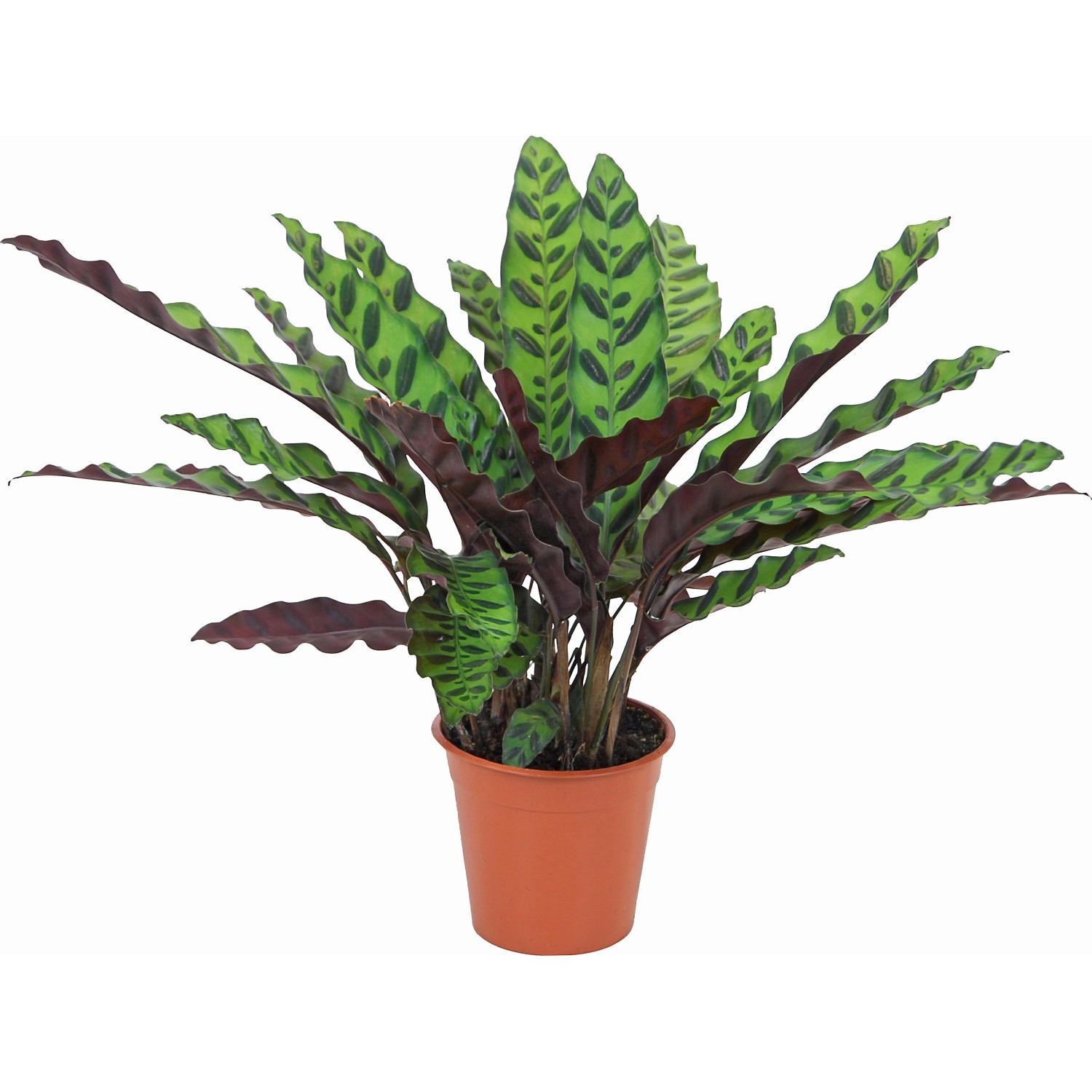 Kalatea priemer kvetináča cca 14 cm Calathea lancifolia nakúpiť v OBI