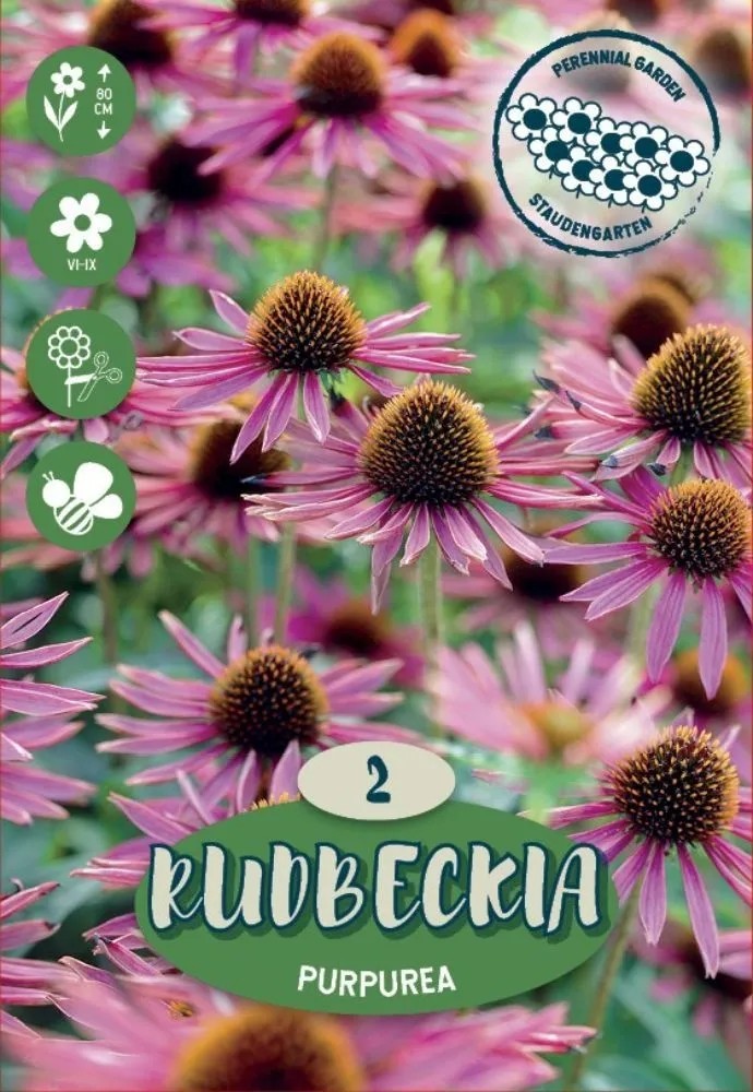 Royal De Ree Holland Kvetinové cibuľky Echinacea purpurová nakúpiť v OBI