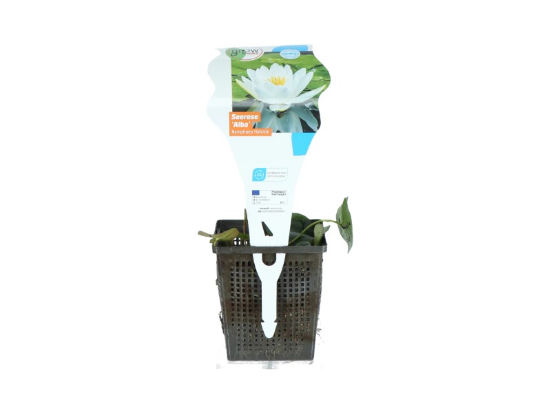 GROW by OBI Lekno biele (Nymphaea albumu) pr. cca 11 cm