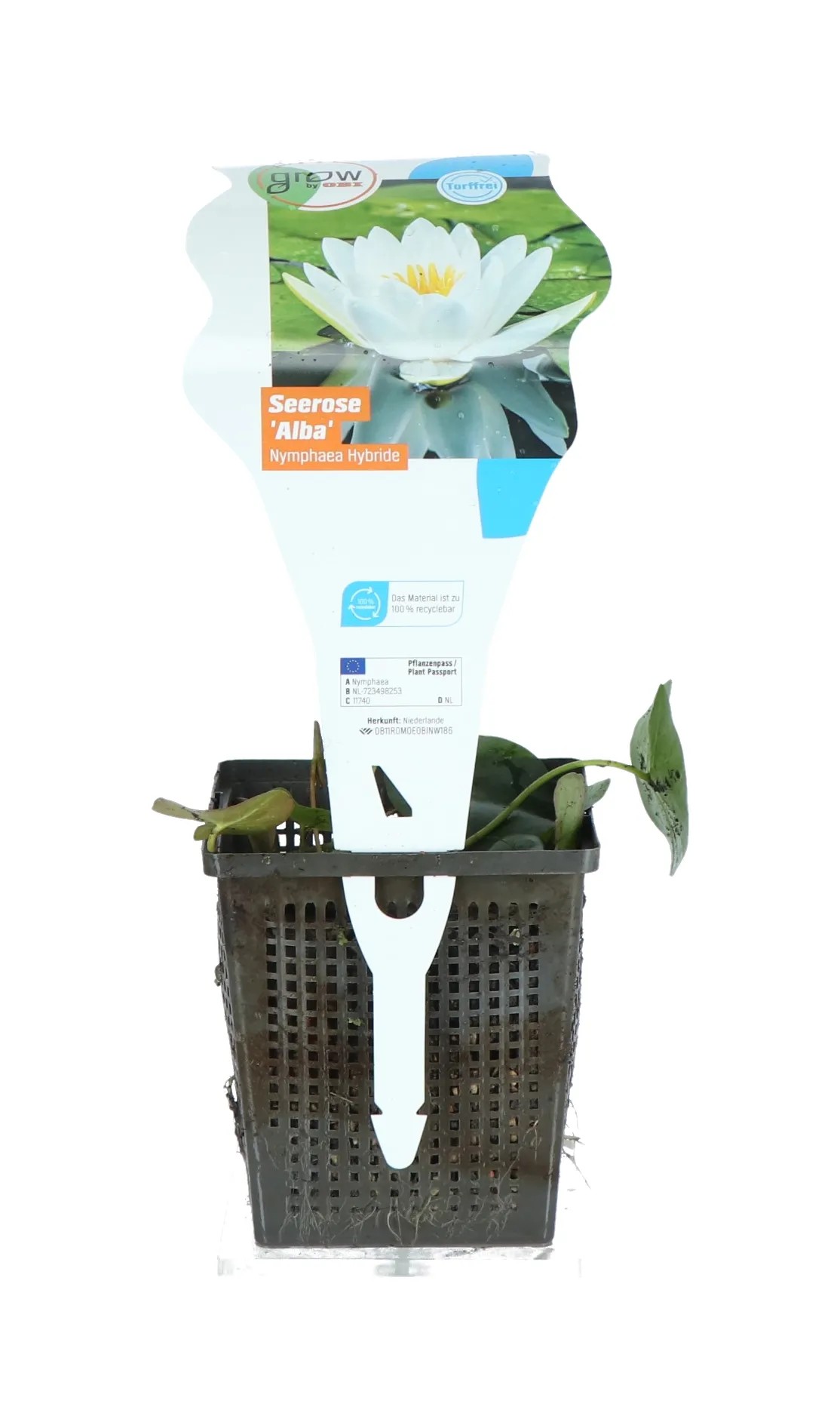 GROW by OBI Lekno biele (Nymphaea albumu) pr. cca 11 cm