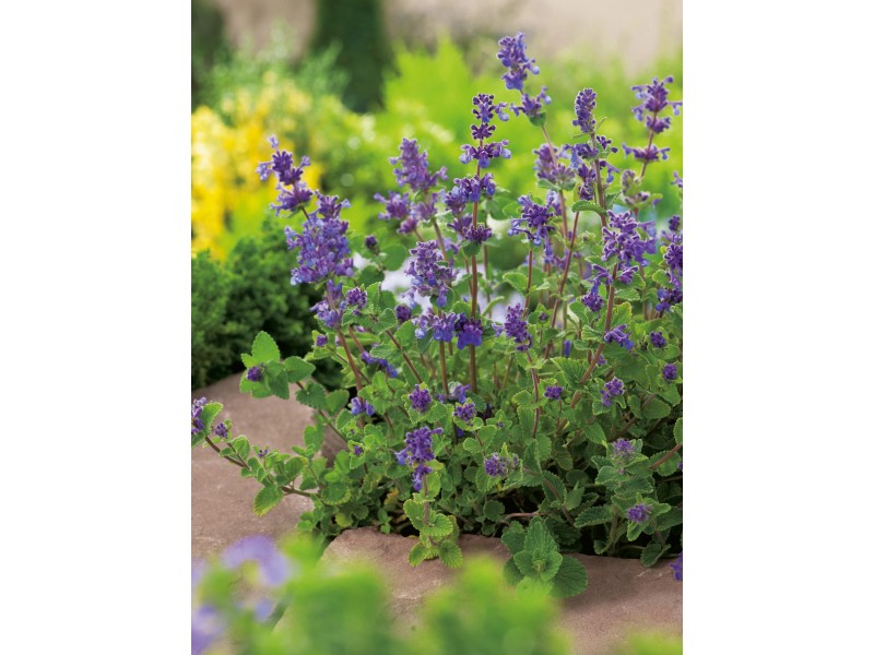 GROW by OBI Kocúrnik skrížený (Nepeta x faassenii) modrý, kv. 9 x 9 cm ...