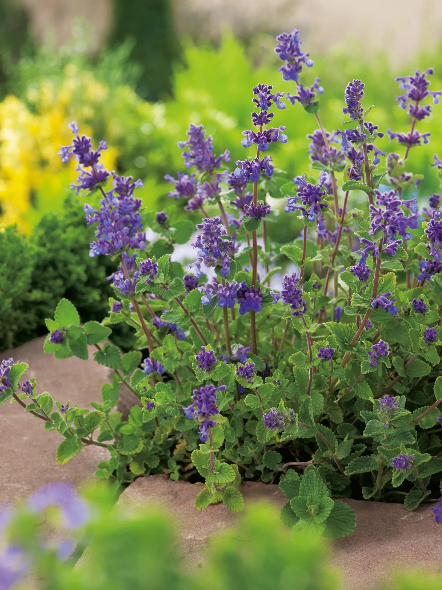 GROW by OBI Kocúrnik skrížený (Nepeta x faassenii) modrý, kv. 9 x 9 cm ...