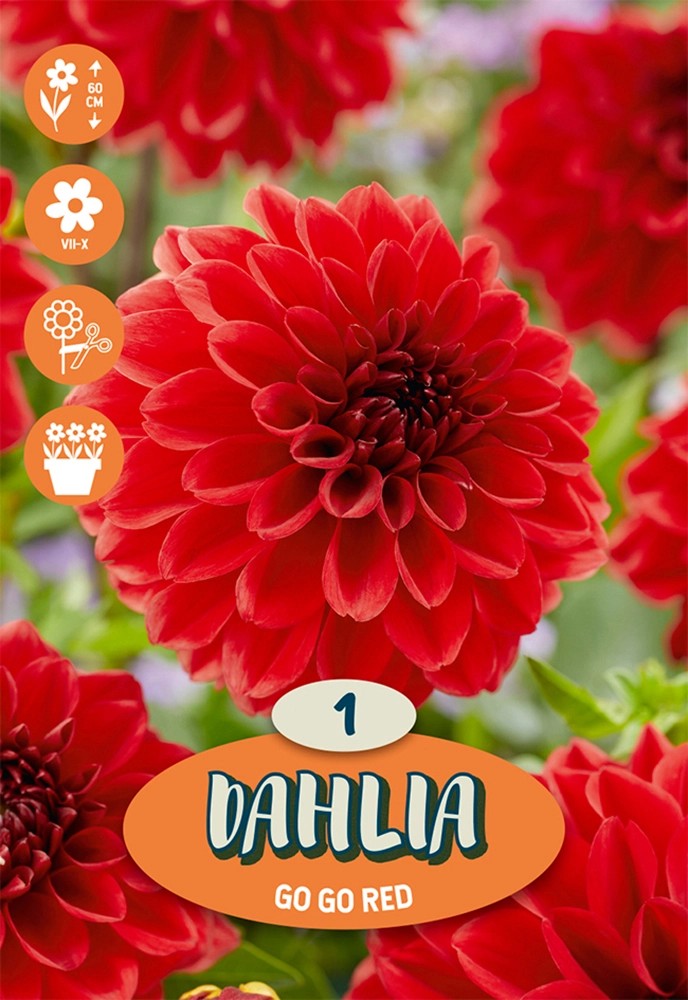 Georgína (dahlia) "Radetzky" červená nakúpiť v OBI