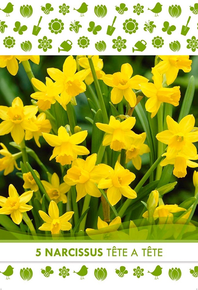Kvetinová cibuľka narcisu (Narcissus Botanical Tete a Tete) nakúpiť v OBI
