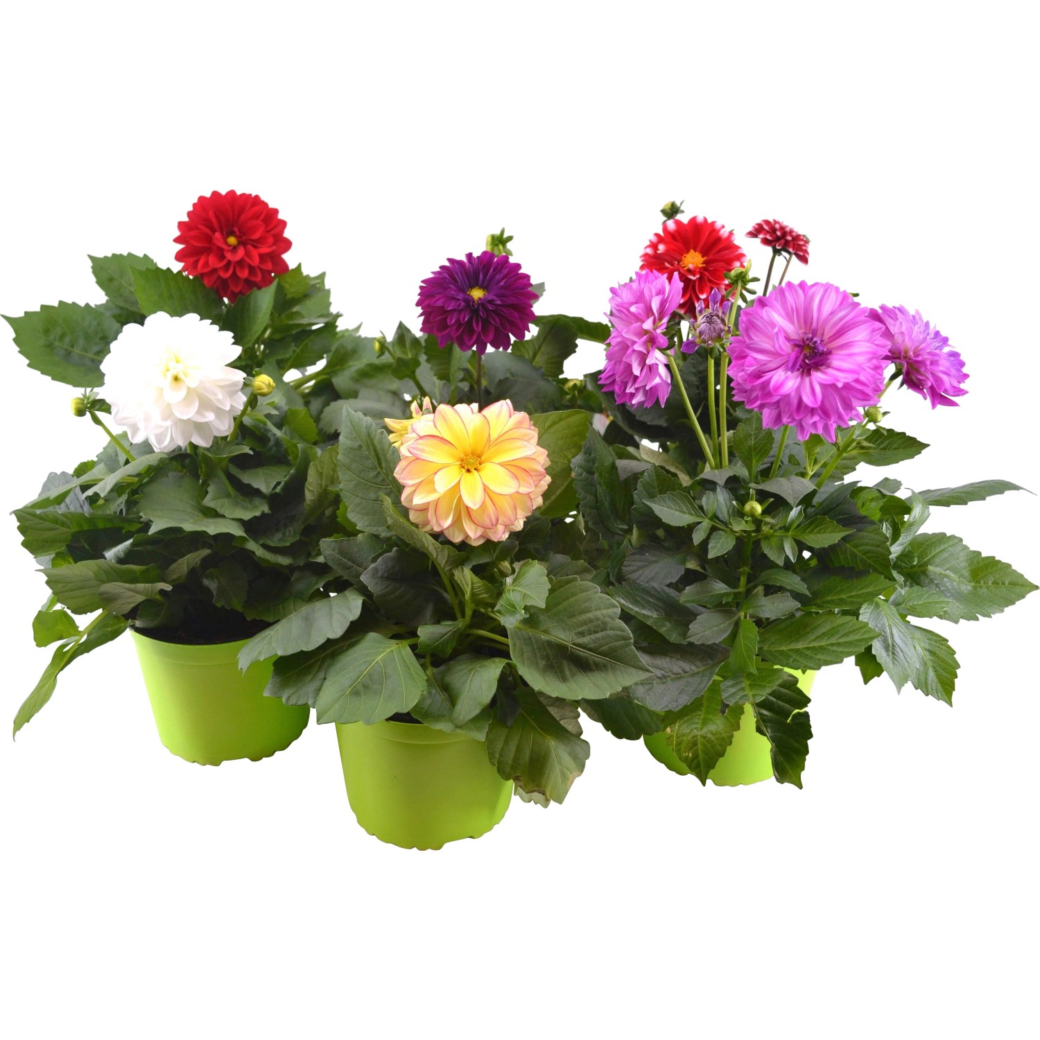 OBI Georgína XL priemer kvetináča cca 17 cm Dahlia Hybriden