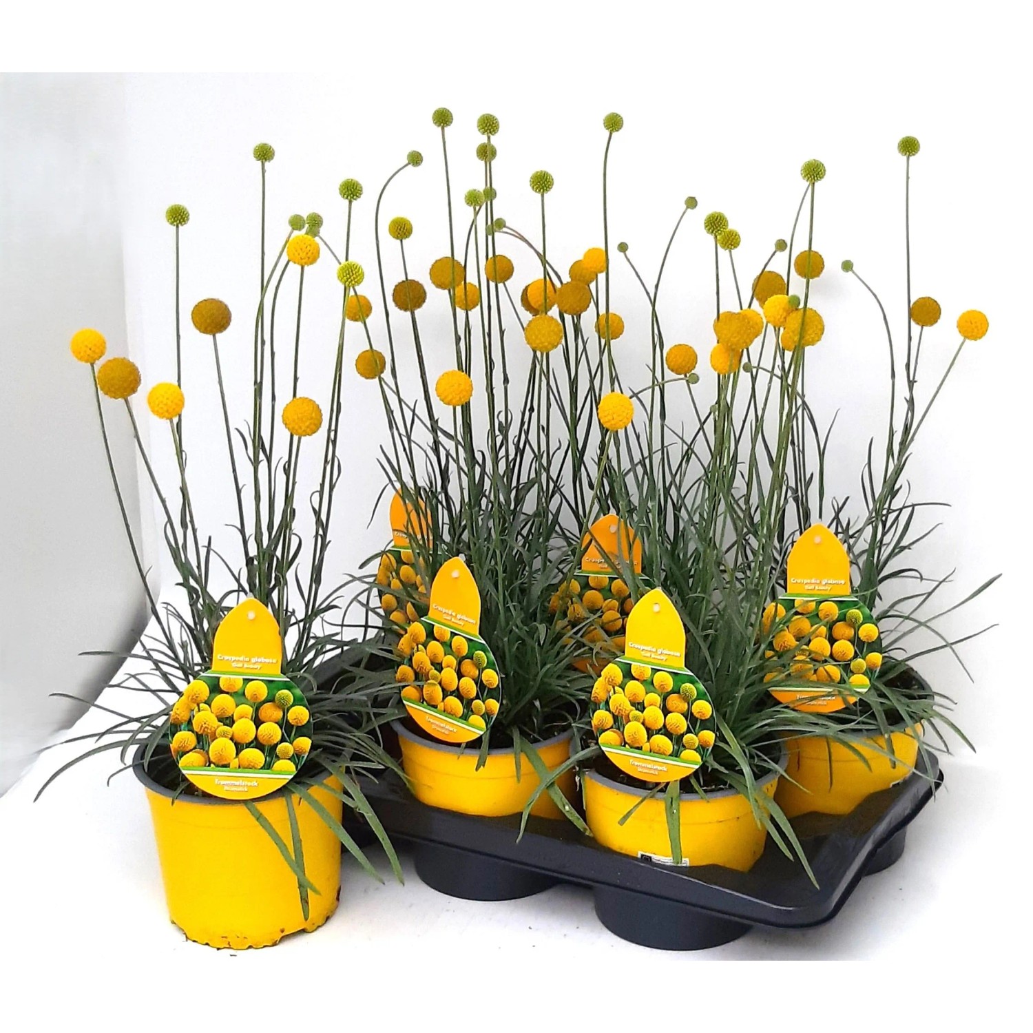 GROW by OBI Kraspédia guľovitá (Craspedia globosa) 