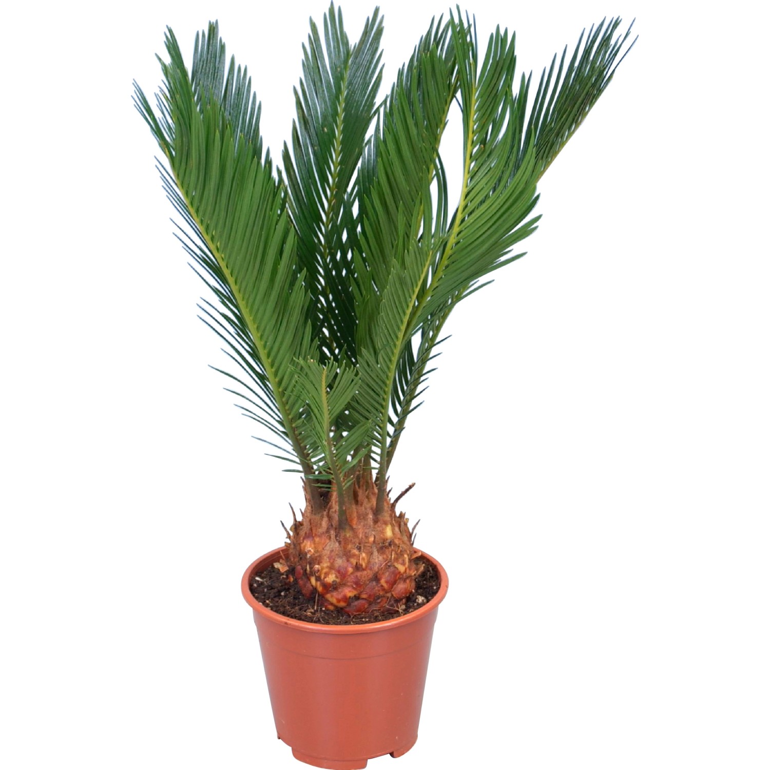 GROW by OBI Cykas japonský (Cycas revoluta) výška cca 45 cm, pr. kv ...