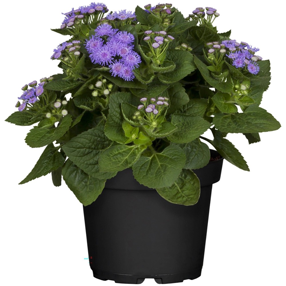 Landgard Nestarec americký (Ageratum houstonianum) výška 10-20 cm, pr ...