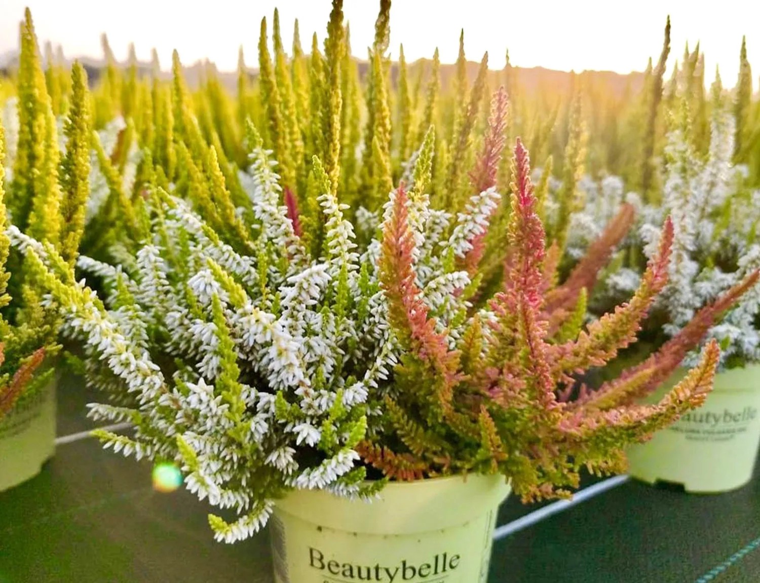 Grow by OBI Vres (Calluna vulgaris) Beautybelle Mix, pr. cca 13 cm ...