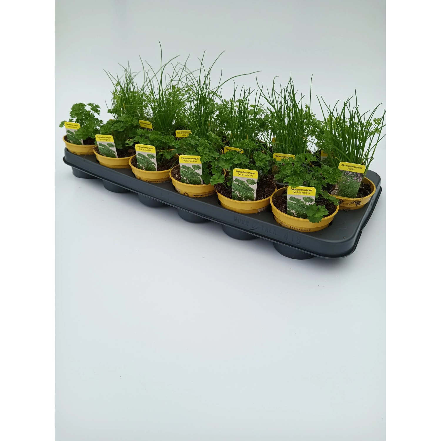 SK-Flora Zmes byliniek semenáča rôzne druhy pr. cca 9 cm nakúpiť v OBI