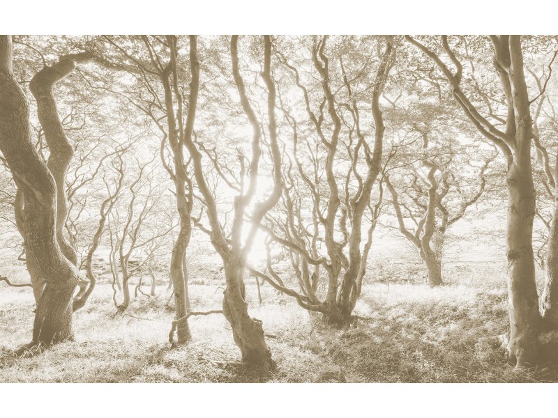 Komar Vliesová fototapeta Bleached Birch, 400 x 250 cm nakúpiť v OBI