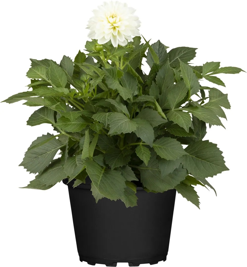 GROW by OBI Georgína šarlátová (Dahlia Coccinea) 10-20 cm, pr. 12 cm ...