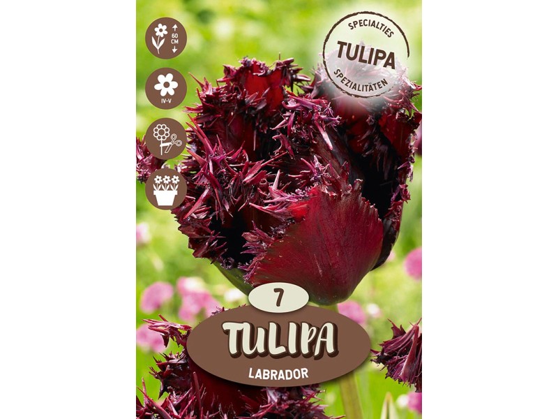 Royal De Ree Holland Kvetinové cibuľky tulipán (Tulipa) "Labrador" 7 ks ...