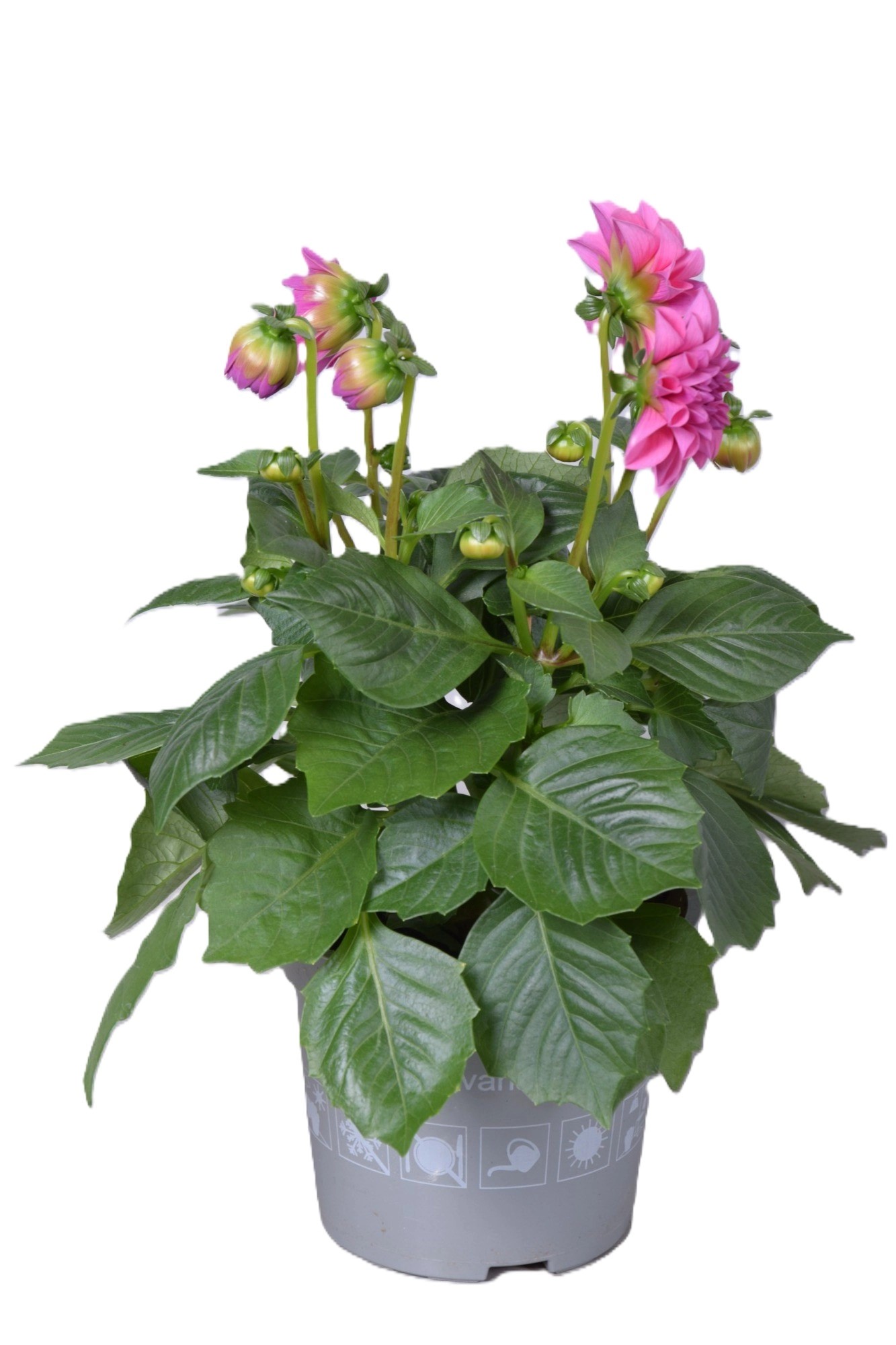 Royal Lemkes Georgína (Dhalia) "Dahlietta Emily" výška 25-30 cm, pr. 12 ...