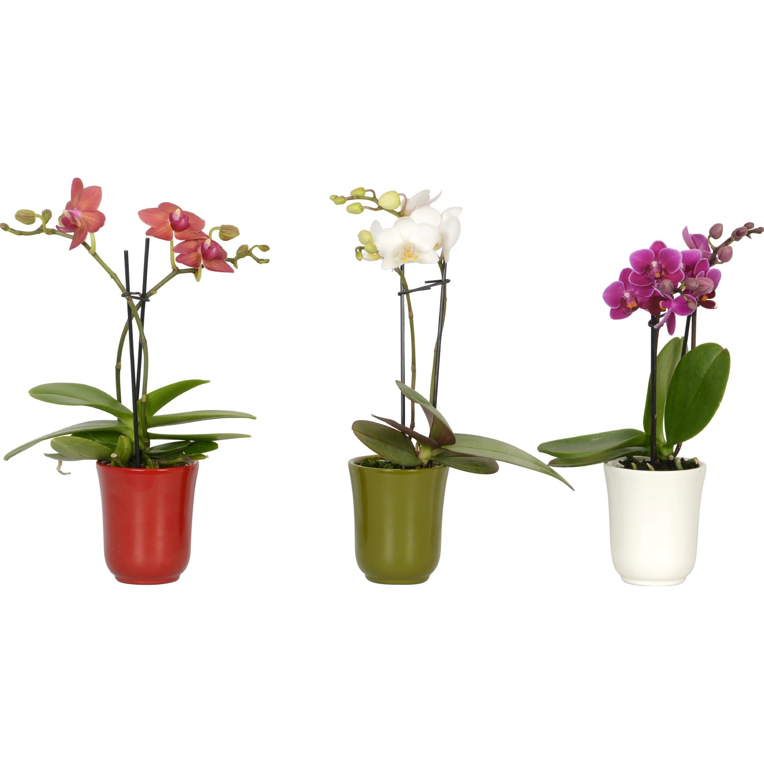 Mini orchidea motýlokvetá 2-výhonková v keramickom kvetináči s ...