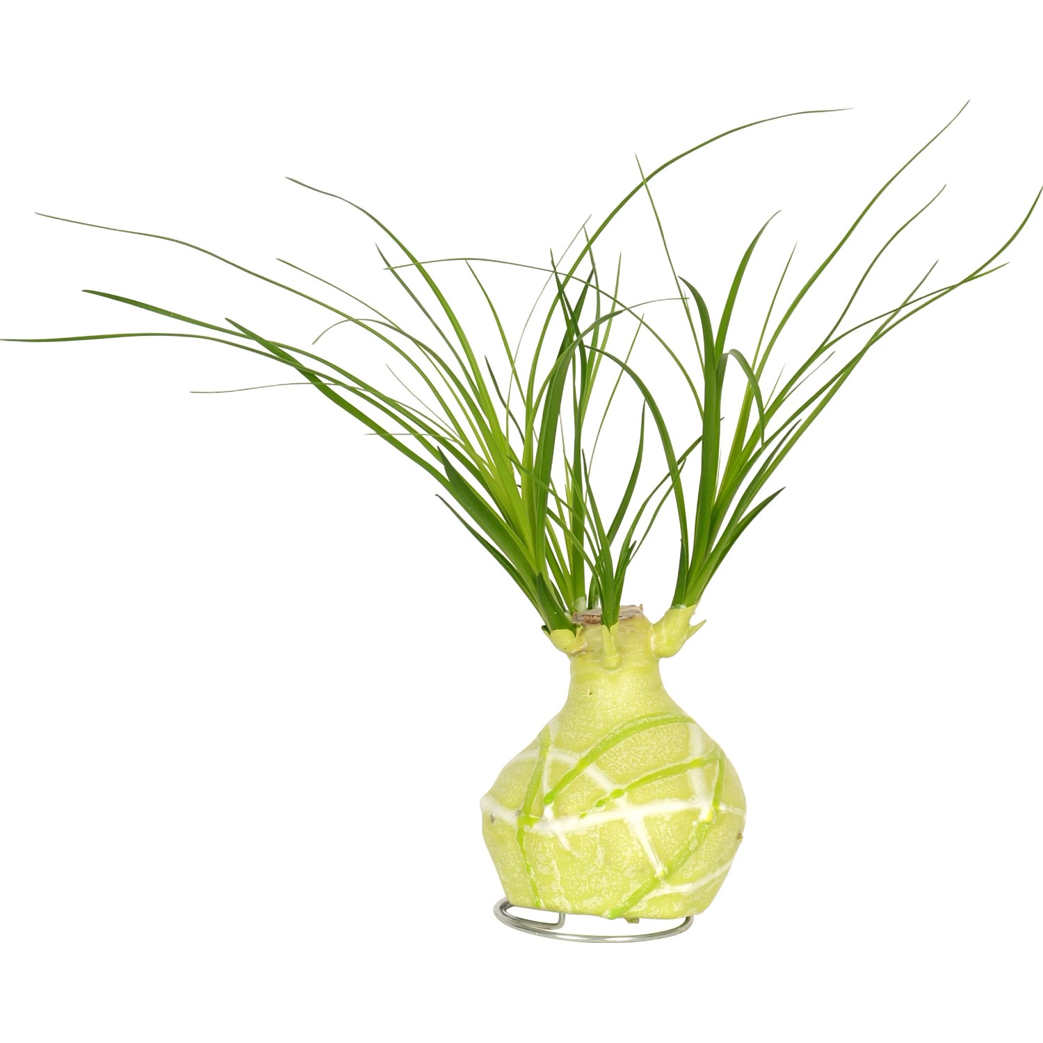 Slonia noha No Water Plant nakúpiť v OBI