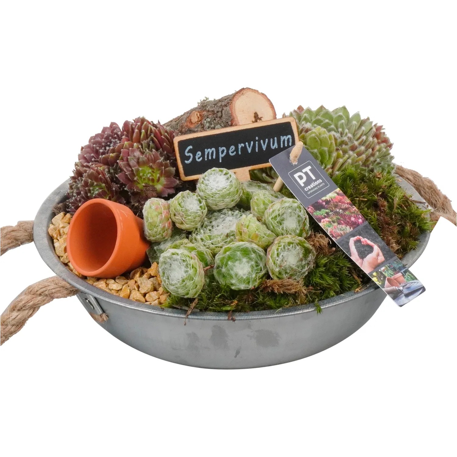 Royal Lemkes Netresky (Sempervivum) v zinkovej žadinke pr. 24 cm