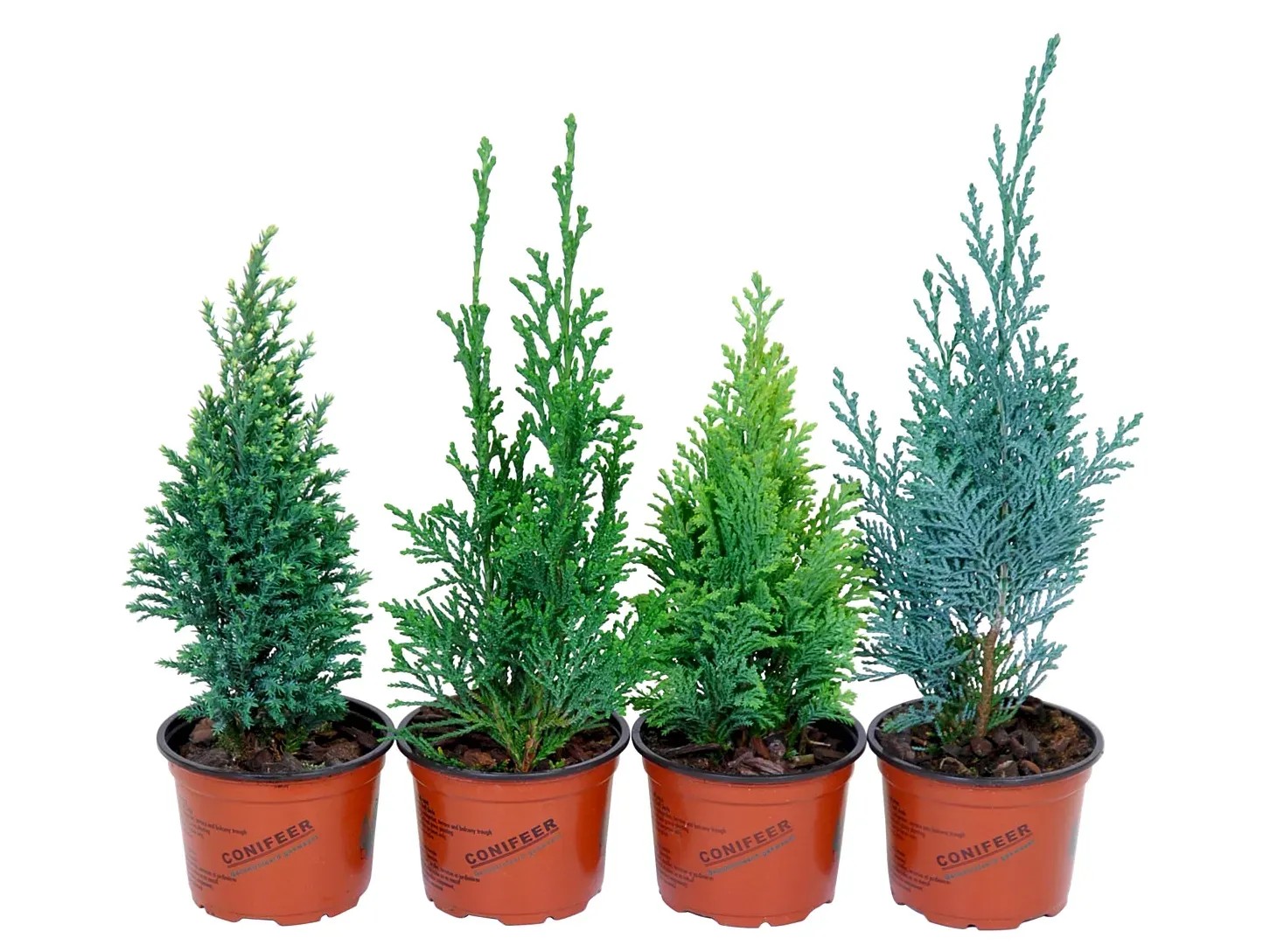 Konifery Mix nakúpiť v OBI