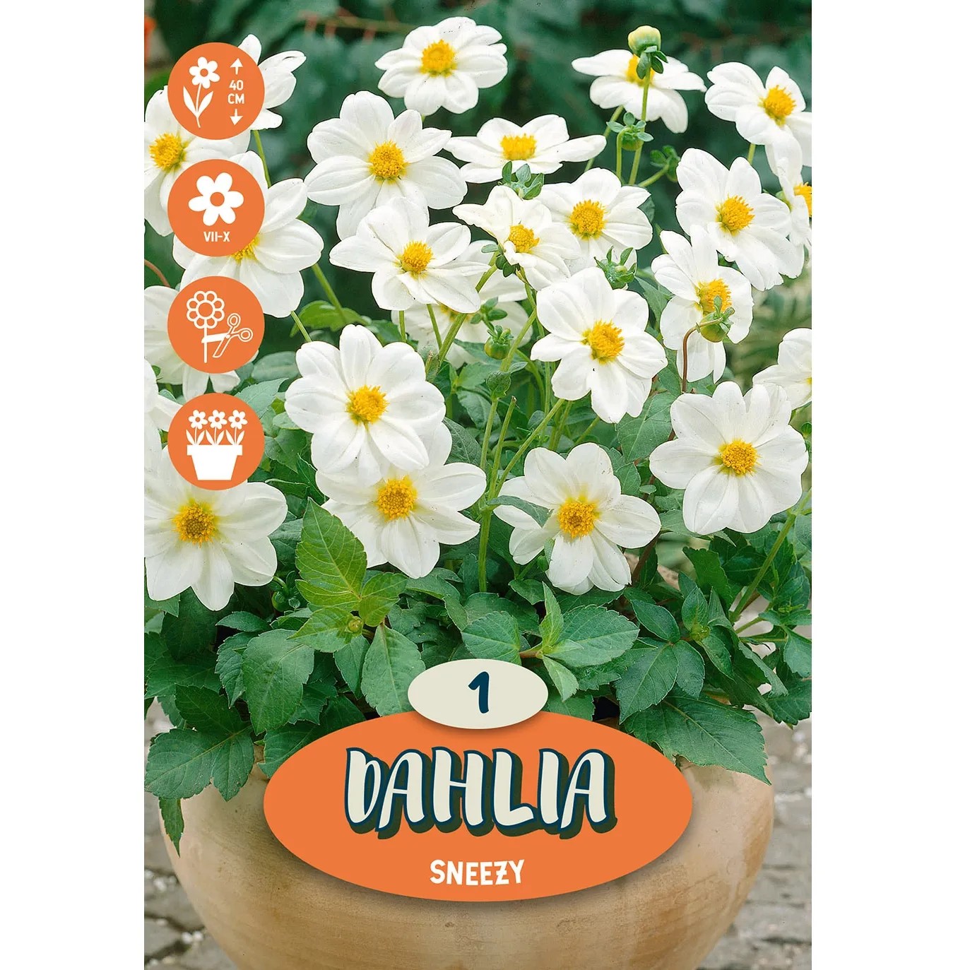 Cibuľka georgína (Dahlia) ''Sneezy'', 1 ks nakúpiť v OBI