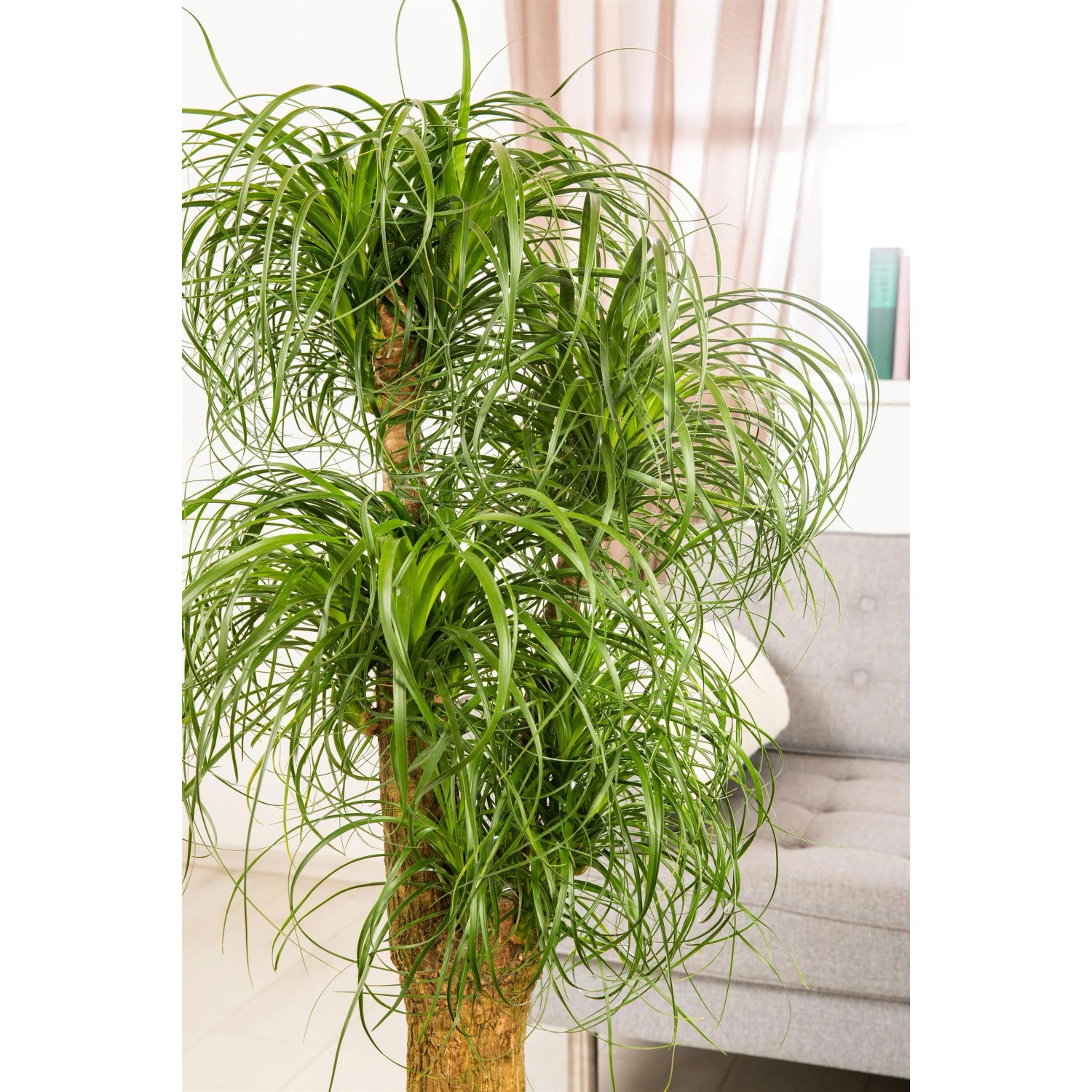 Slonia noha výška cca 120 - 140 cm priemer kvetináča cca 44 cm ...