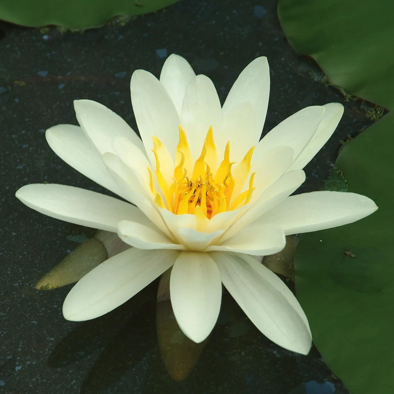 GROW by OBI Lekno biele (Nymphaea albumu) pr. cca 11 cm