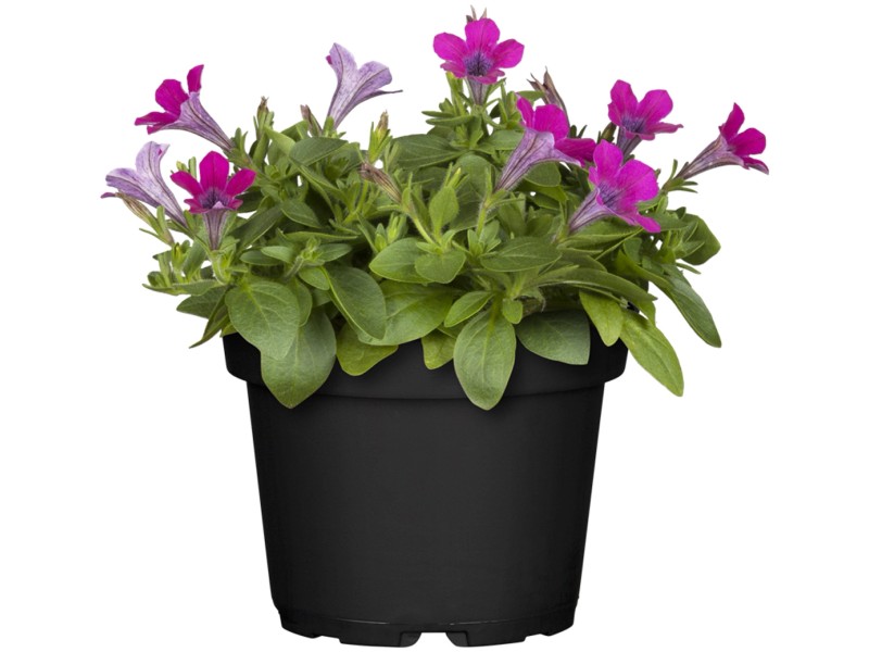 GROW by OBI Petúnia záhradná, pr. kvetináče 13 cm, Petunia hybrida ...