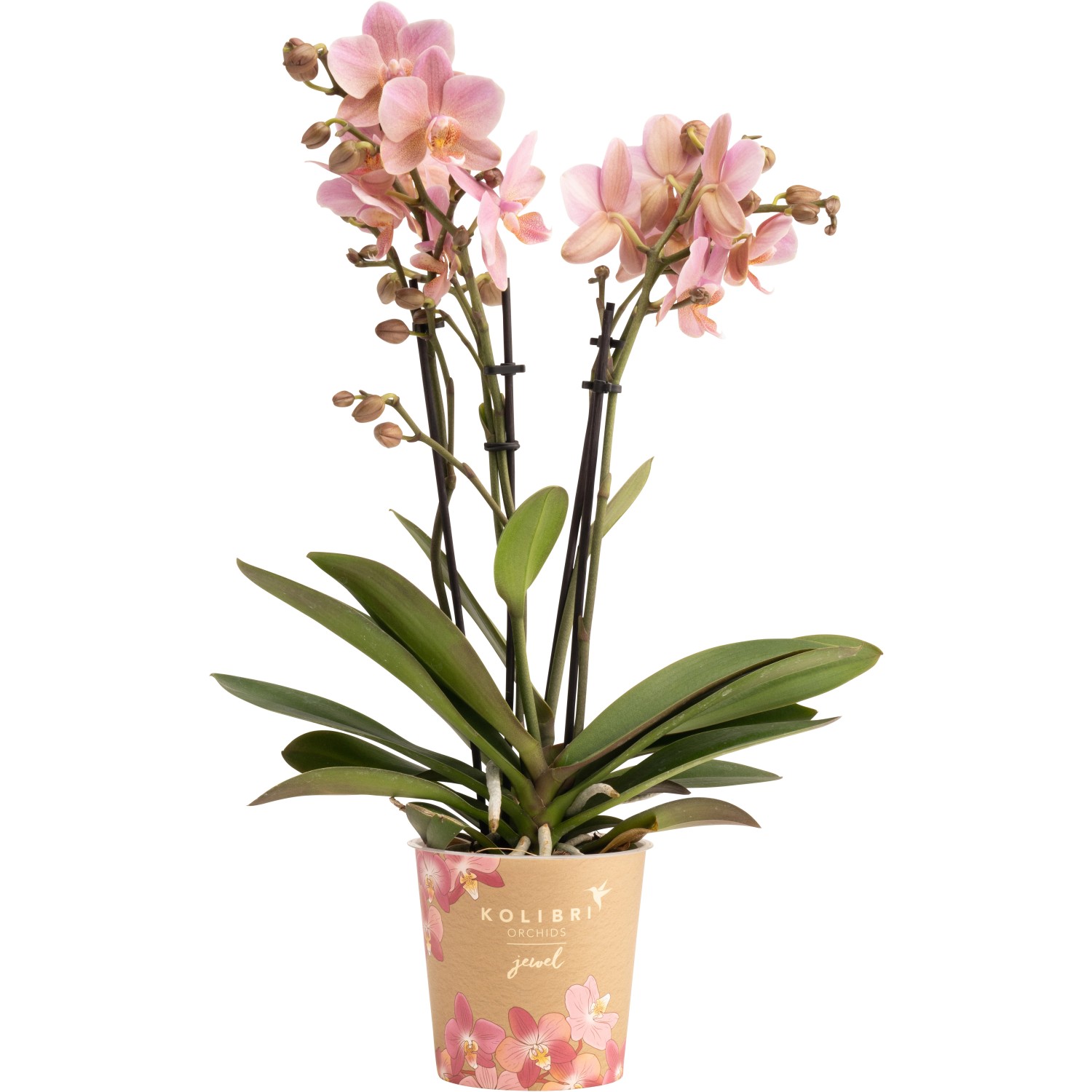 OBI Orchidea motýľokvetá Treviso, 35-45 cm, pr. kvetináča cca 12 cm ...