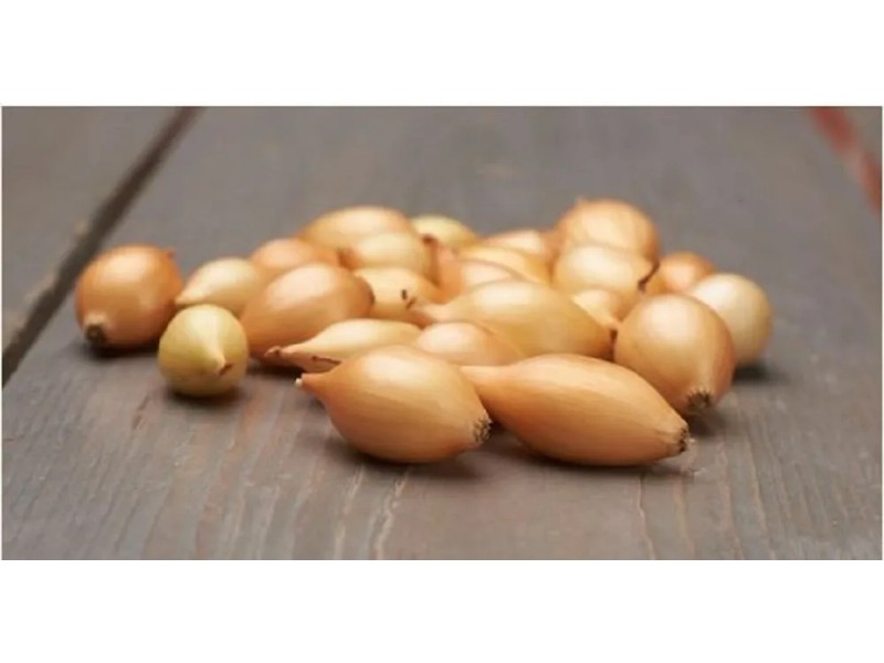 GardenSeed Premium Cibuľa sadzačka jesenná biela - Shakespeare, 500 g ...