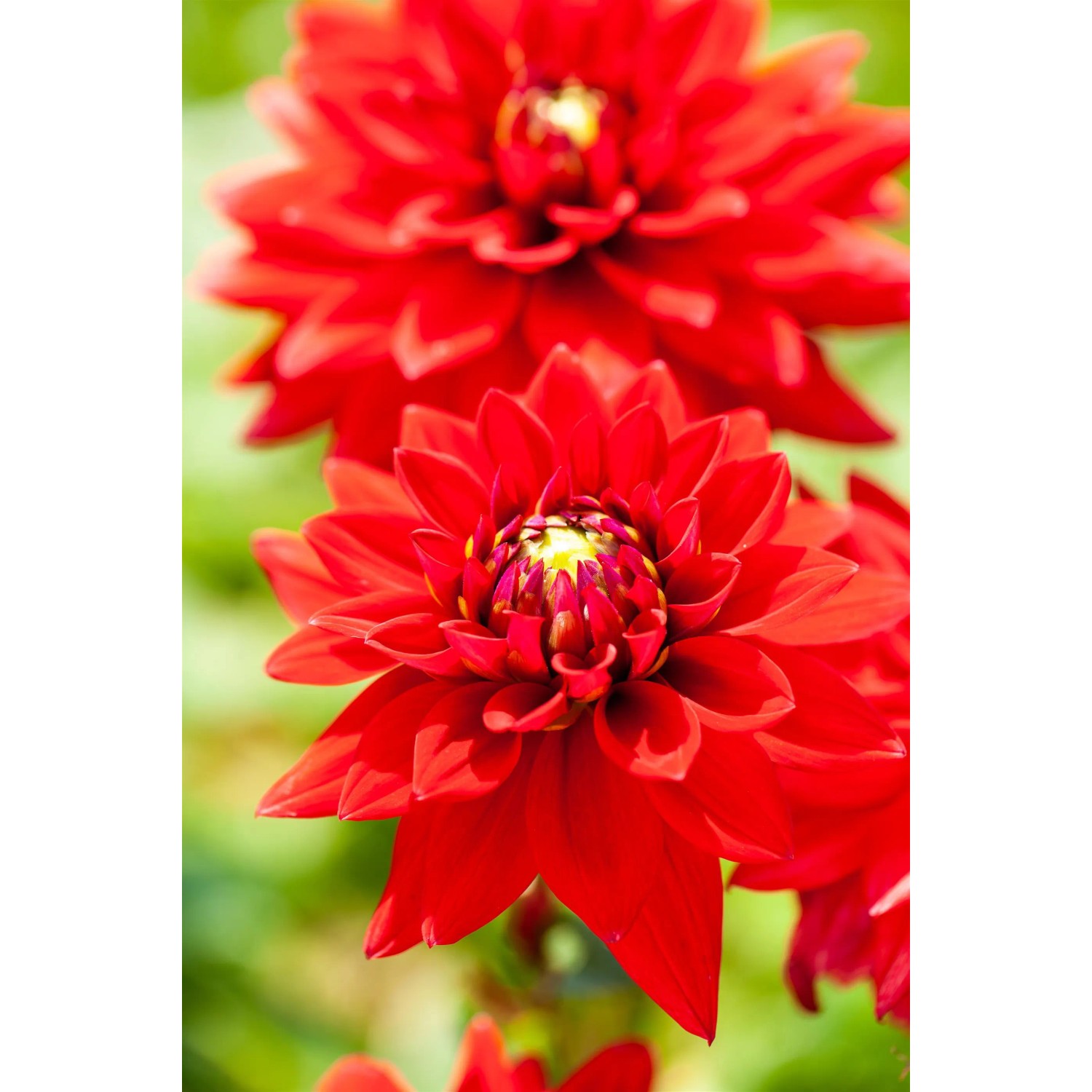 Royal Lemkes Georgína (Dhalia) "Dahlietta Anna" výška 25-30 cm, pr. 12 ...