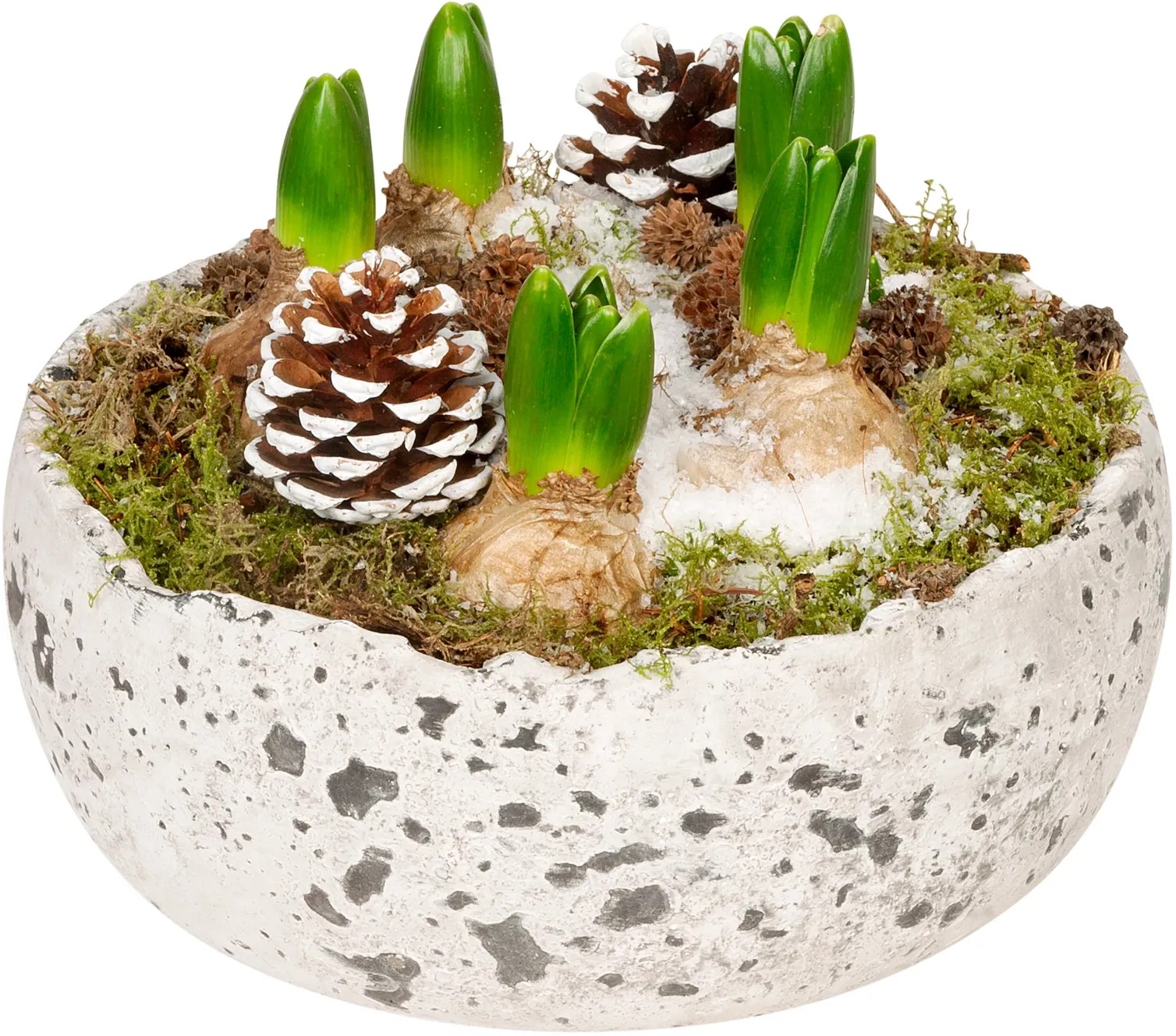 Jarný aranžmán s hyacintmi v keramickej miske priemer kvetináča cca 21 ...