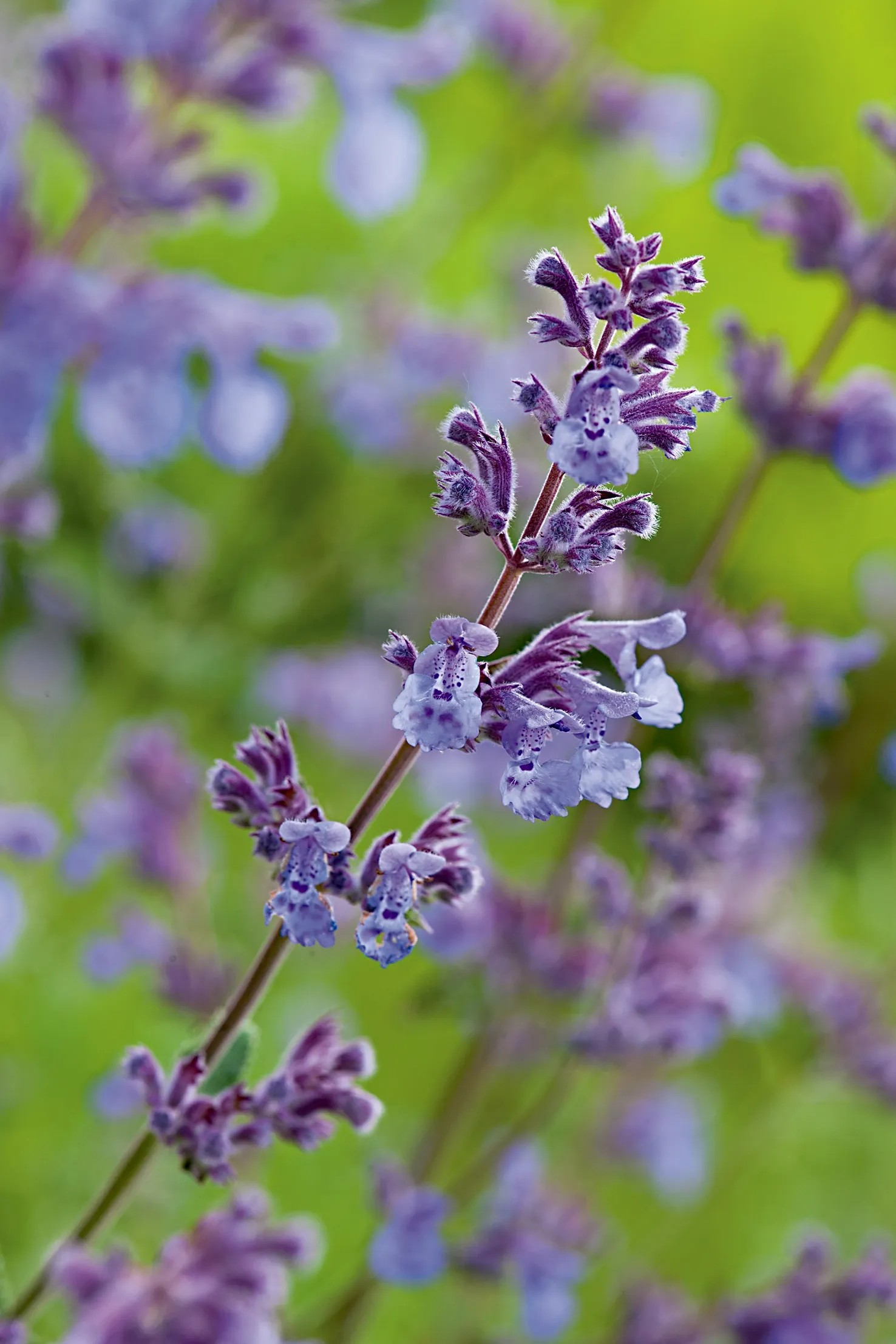 GROW by OBI Kocúrnik skrížený (Nepeta x faassenii), pr. cca 19 cm ...